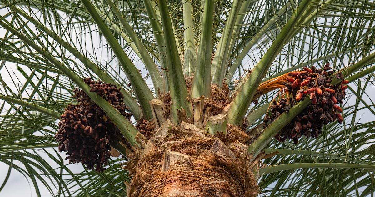 Organic Medjool Date Palm Fruit Tree Seedling - Etsy