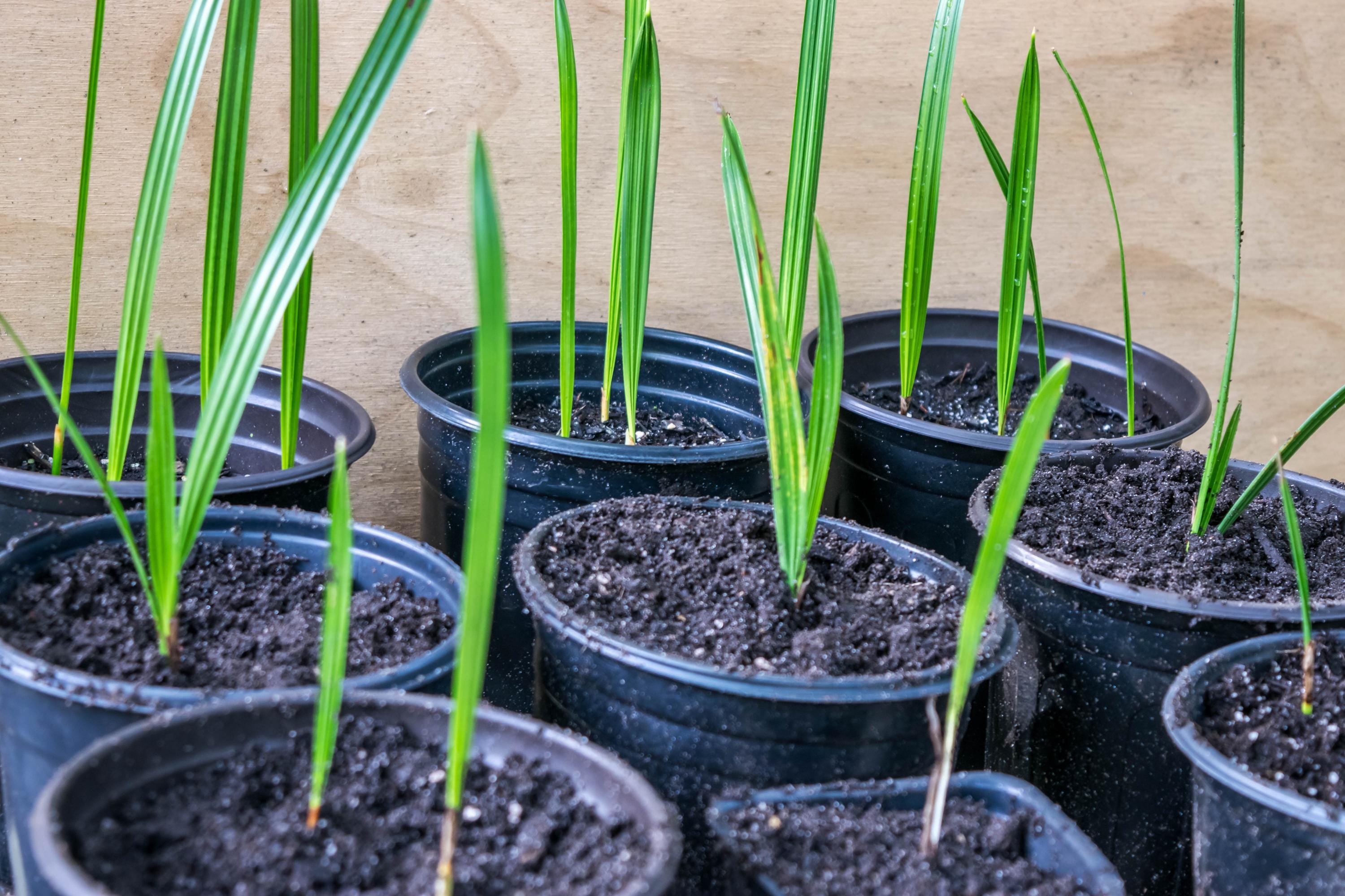 Organic Medjool Date Palm Fruit Tree Seedling - Etsy