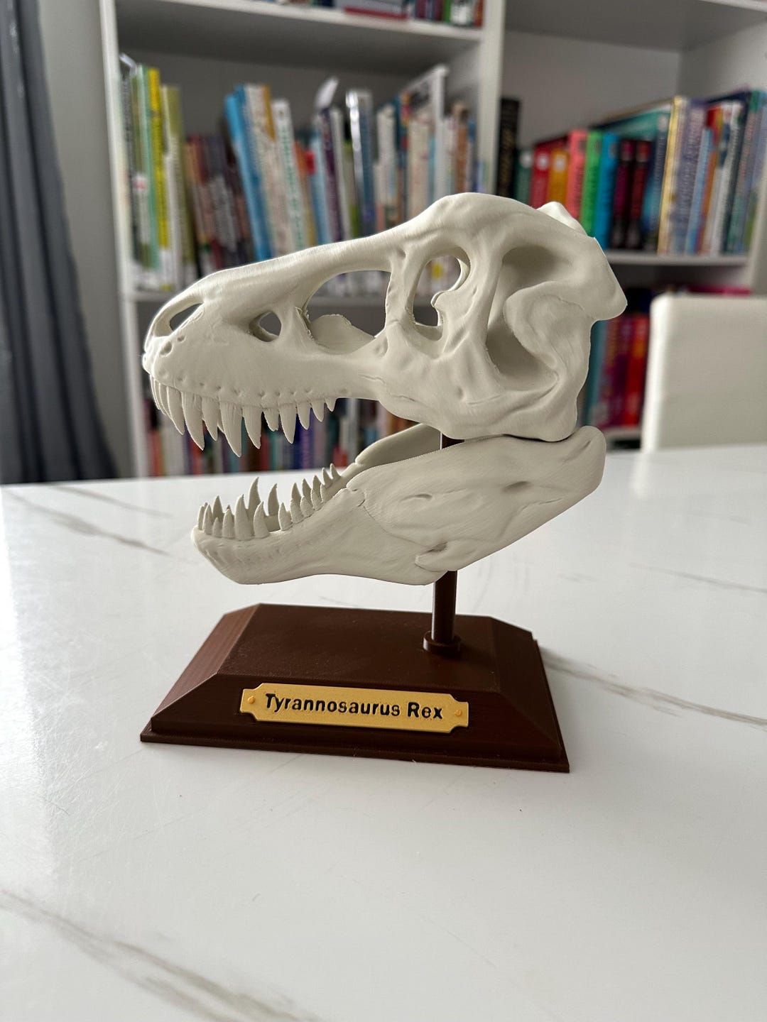T. Rex Skull Fossil Replica for Homeschooling | Affordable Educational ...