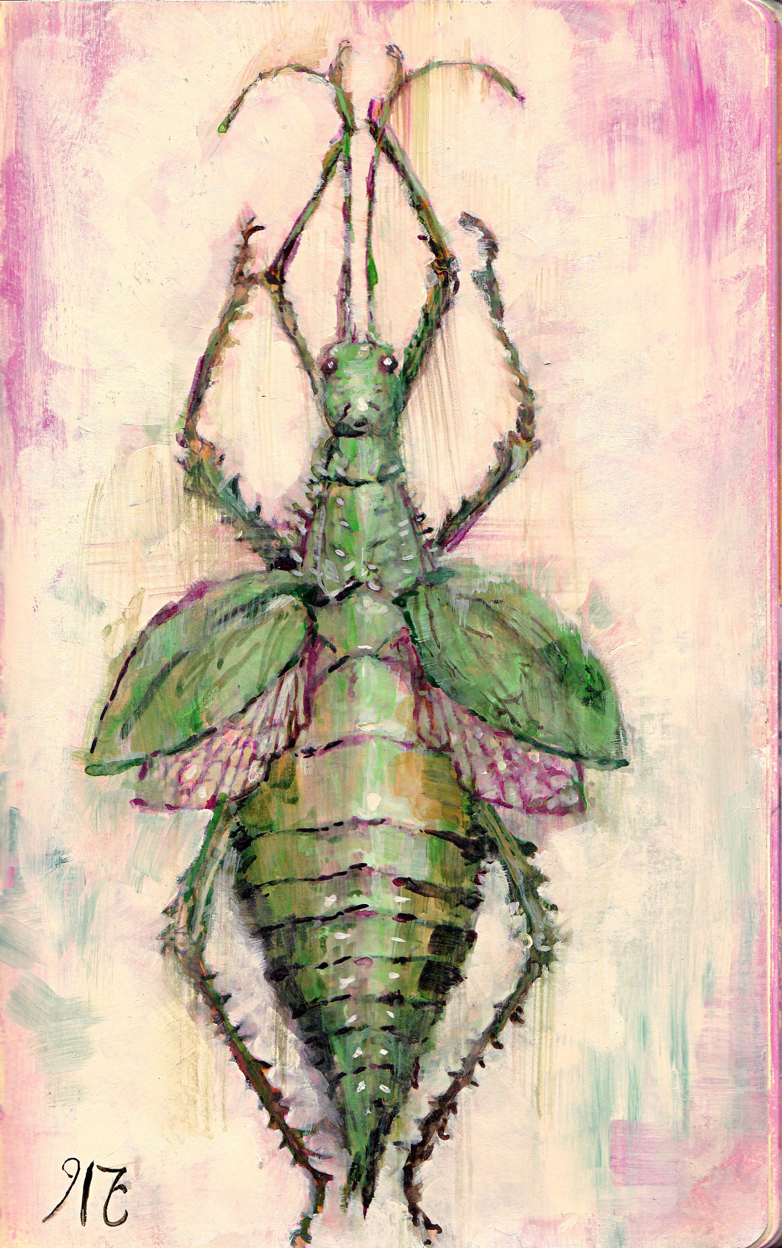 3 Collectible Leaf Bug Insect Specimen Pink Green 5 X - Etsy