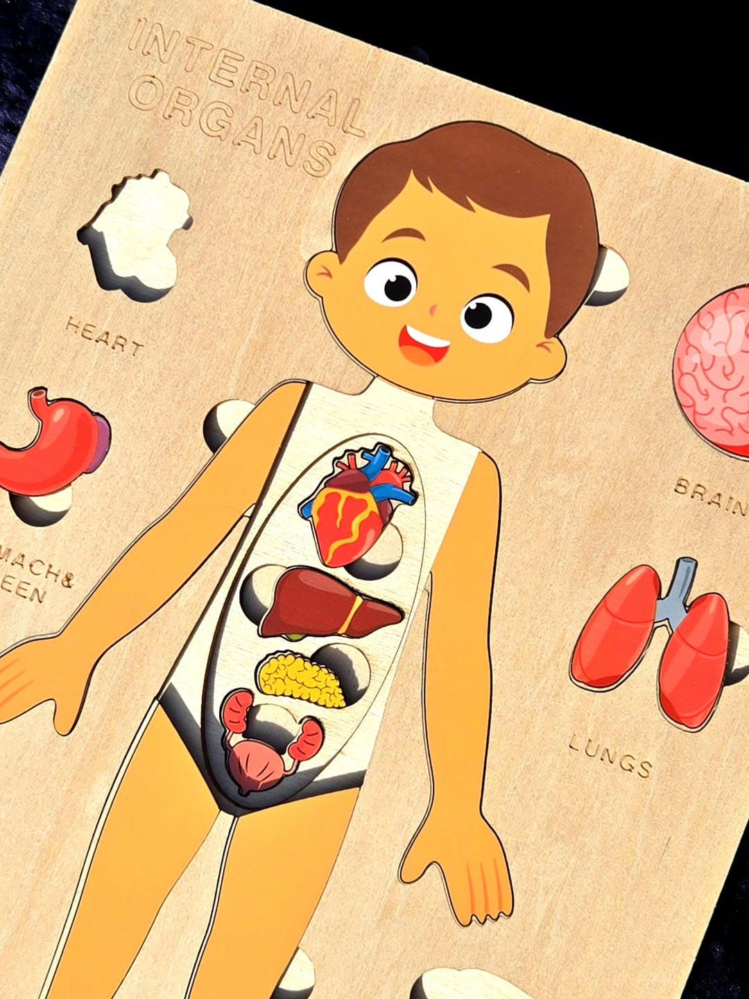 Montessori Body Puzzle for Kids | Learning Human Anatomy | Internal ...