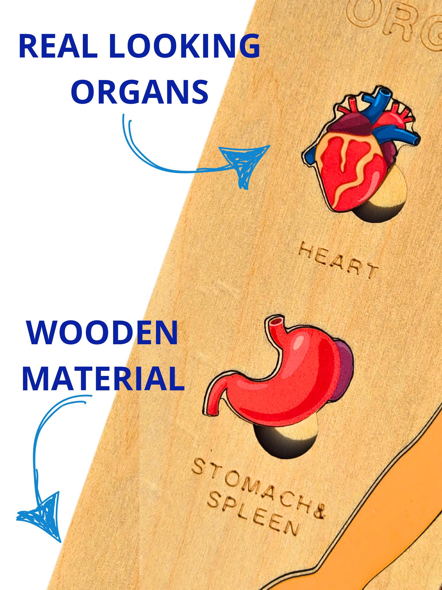Montessori Human Body Puzzle for Kids | Learn Human Anatomy | Internal ...