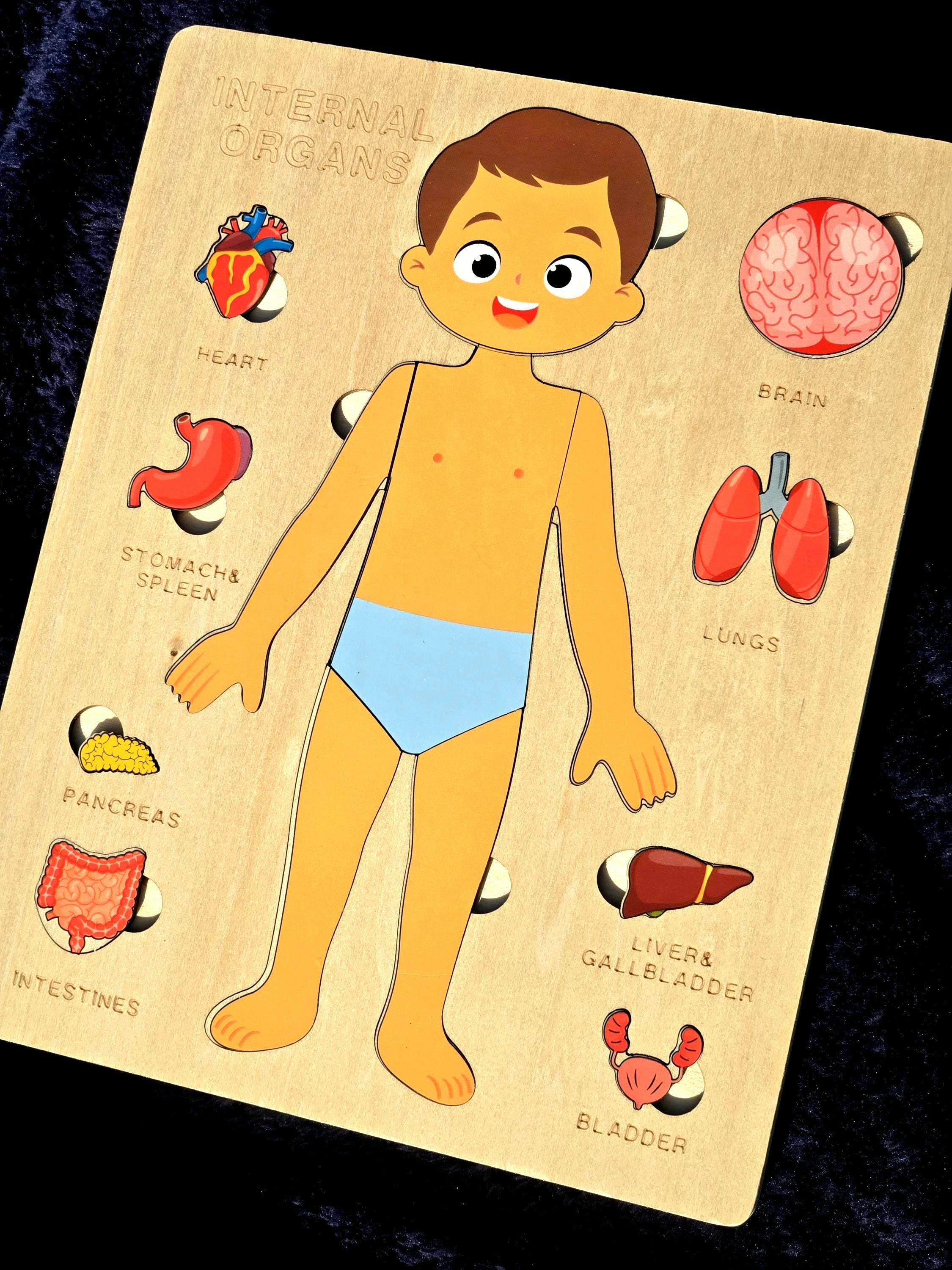 Montessori Human Body Puzzle for Kids | Learn Human Anatomy | Internal ...