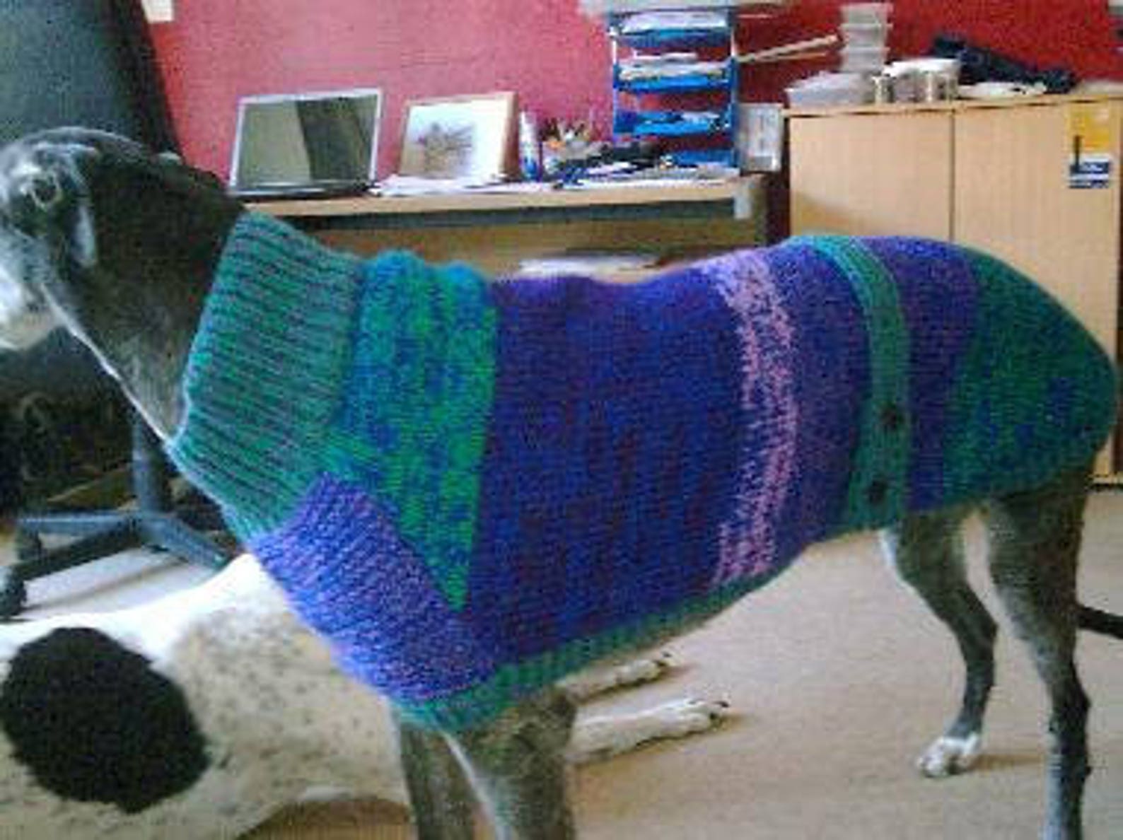 Greyhound Coat Knitting Pattern Download - Etsy UK