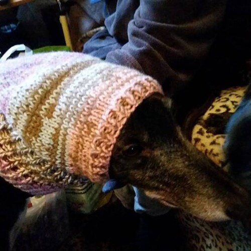 Knitted Greyhound Sweater Knitting Pattern Download - Etsy