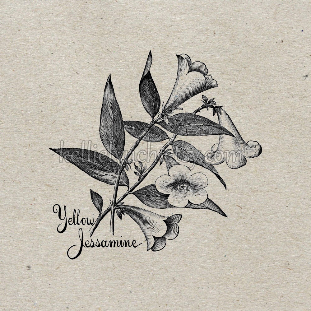 Vintage Flower Illustration Yellow Jessamine Jasmine Instant - Etsy