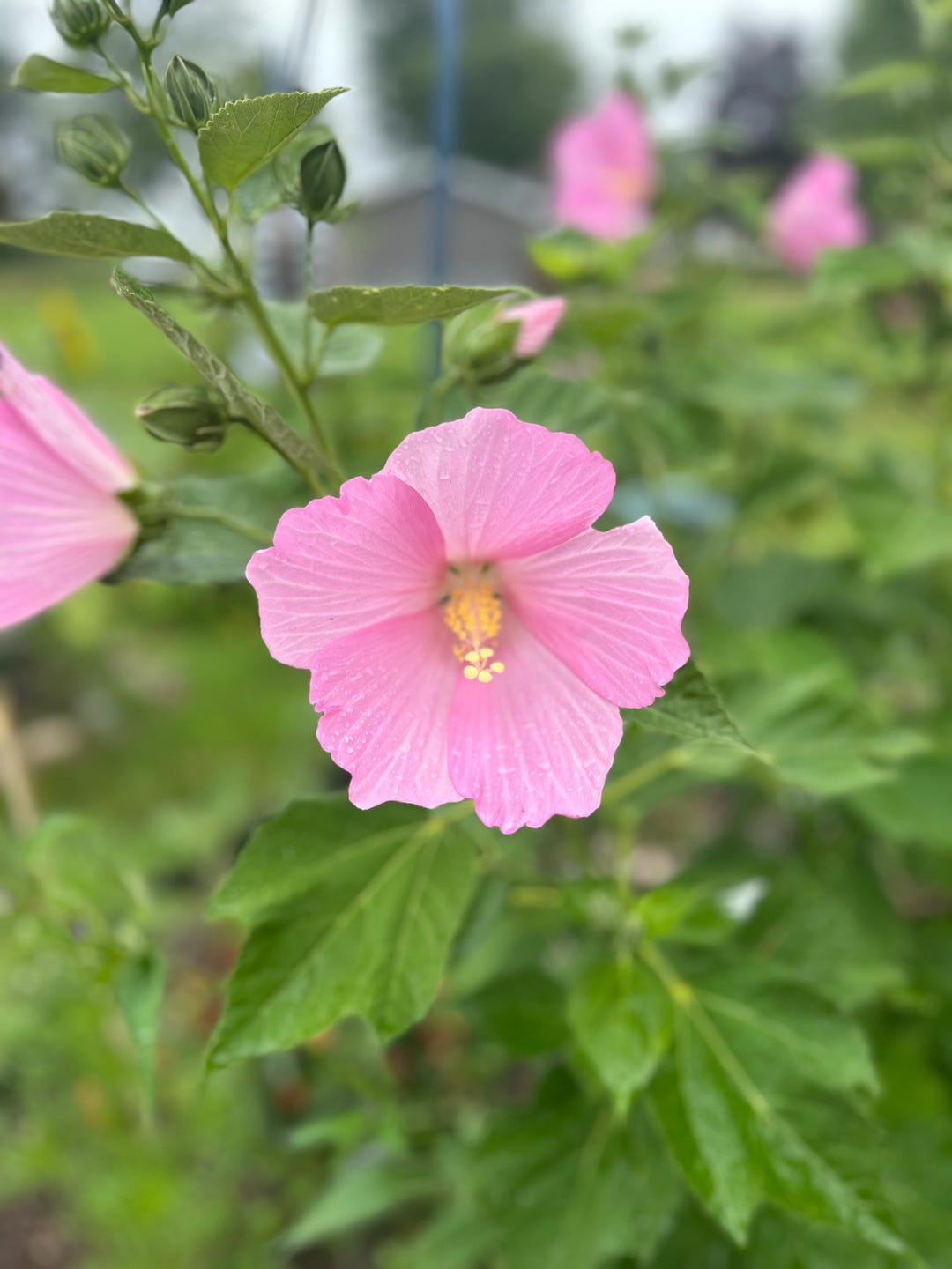 Rose Swamp Mallow Seeds - Etsy