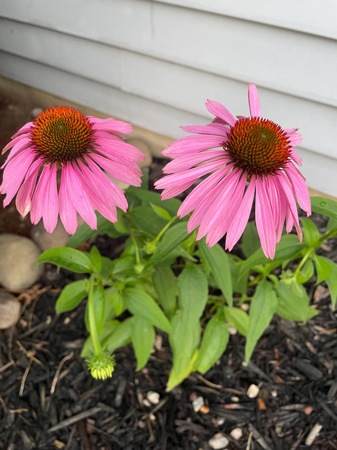 Coneflower (echinacea Purpurea) Seeds - Etsy