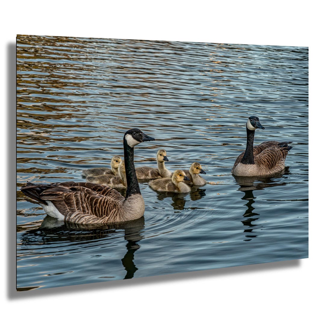 A Canadian Goose With Her Furry Little Goslings on a Sunlit Pond ...