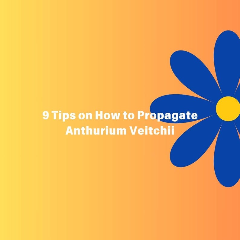 Tips on How to Propagate Anthurium Veitchii - Etsy