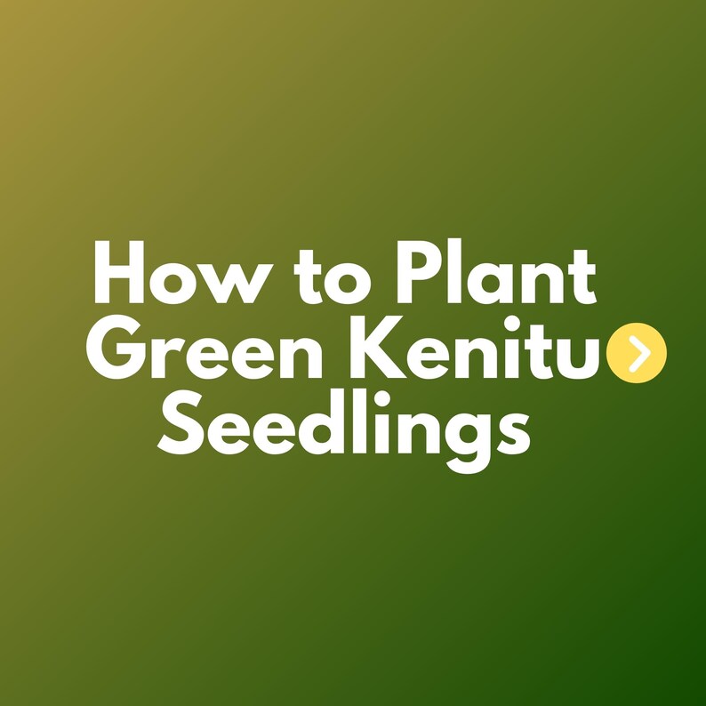 How to Plant Green Kenitu Seedlings - Etsy