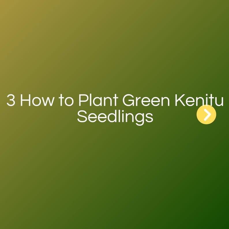 How to Plant Green Kenitu Seedlings - Etsy