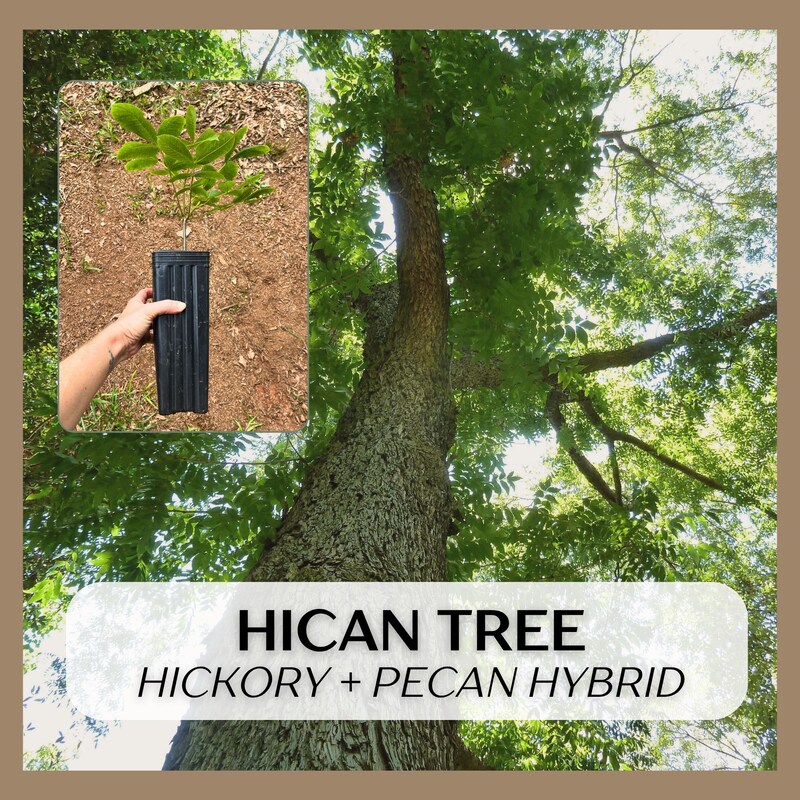 Pecan Tree - Etsy
