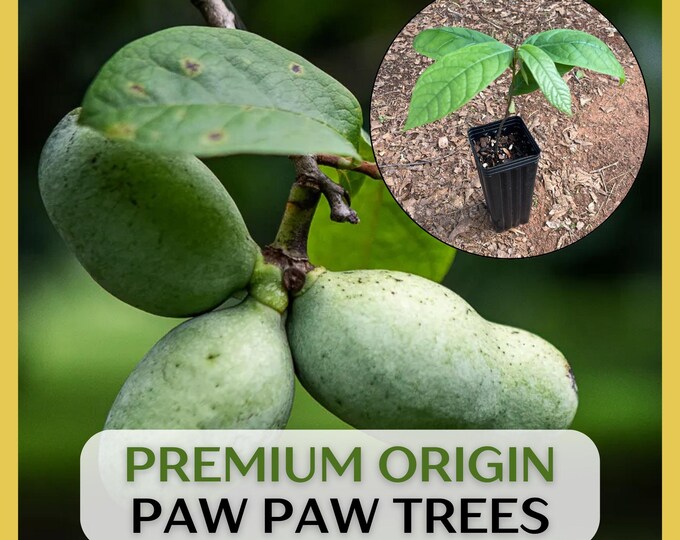 Select Paw Paw Tree - Premium Origin, Asimina Triloba, 1-2 Yr Old Tree ...