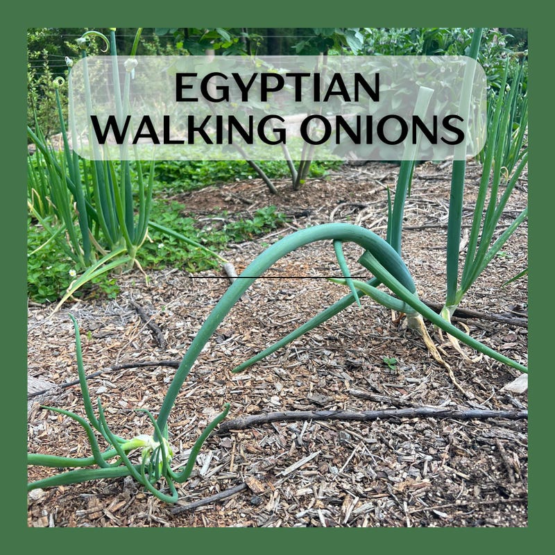 Perennial Onions Plants - Etsy