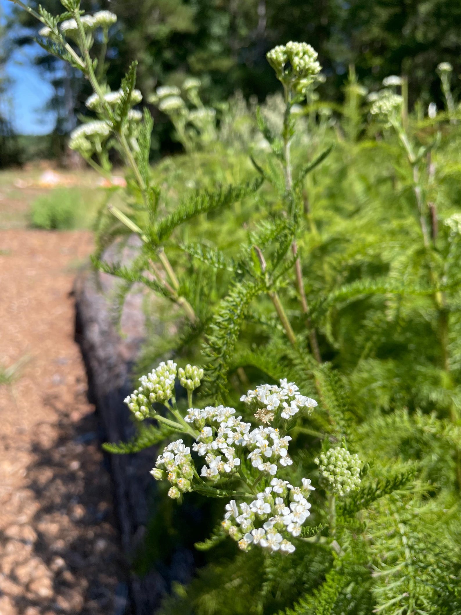 Native White Yarrow Plants - 3.5in X 5in Pot, Well Rooted, Large ...