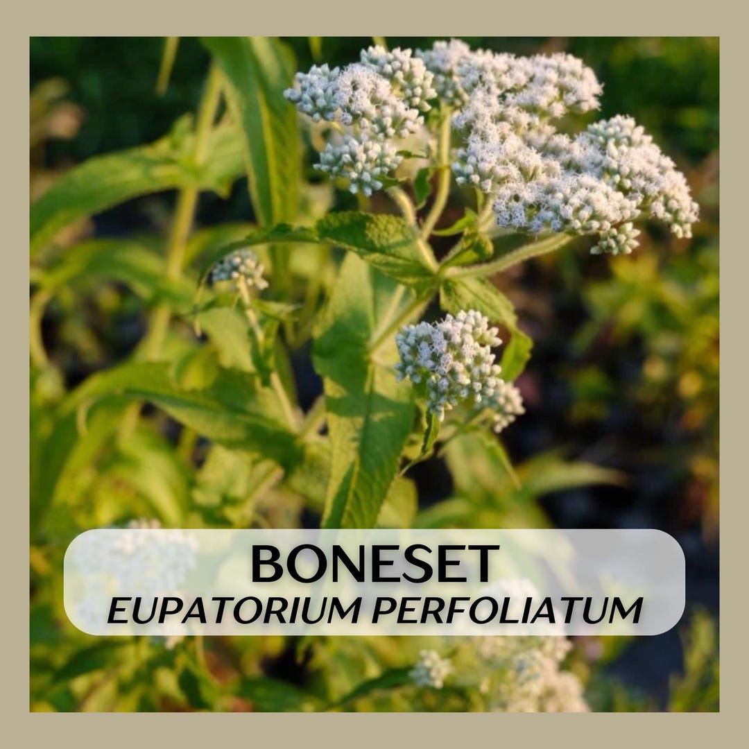 Native Boneset Eupatorium Perfoliatum, Large Starter Plant in 5" Pot ...