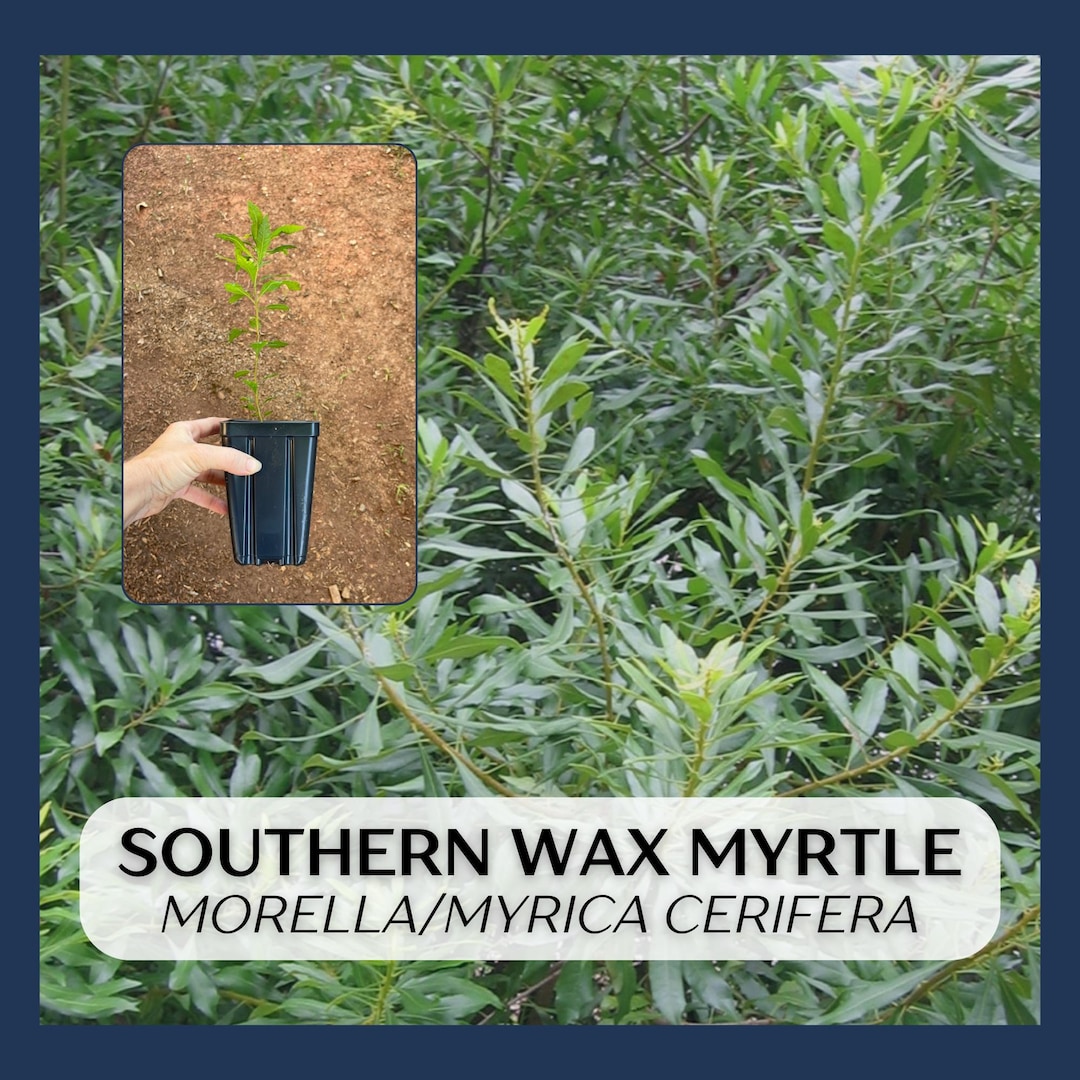 Southern Wax Myrtle (bayberry) Morella Cerifera Myrica Cerifera in 3.5 ...