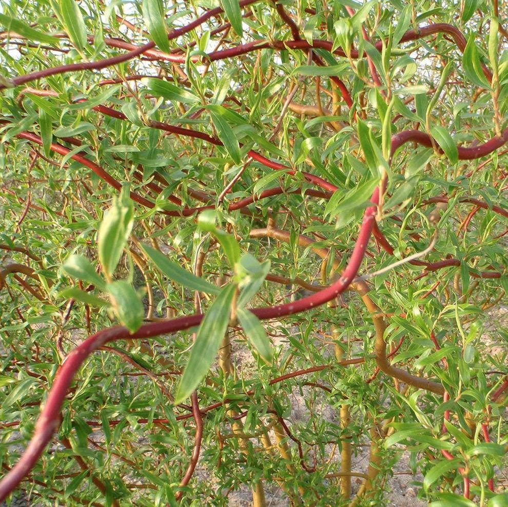 Scarlet Curls Corkscrew Willow, Well Rooted Tree in 9in Deep Tree Pot ...