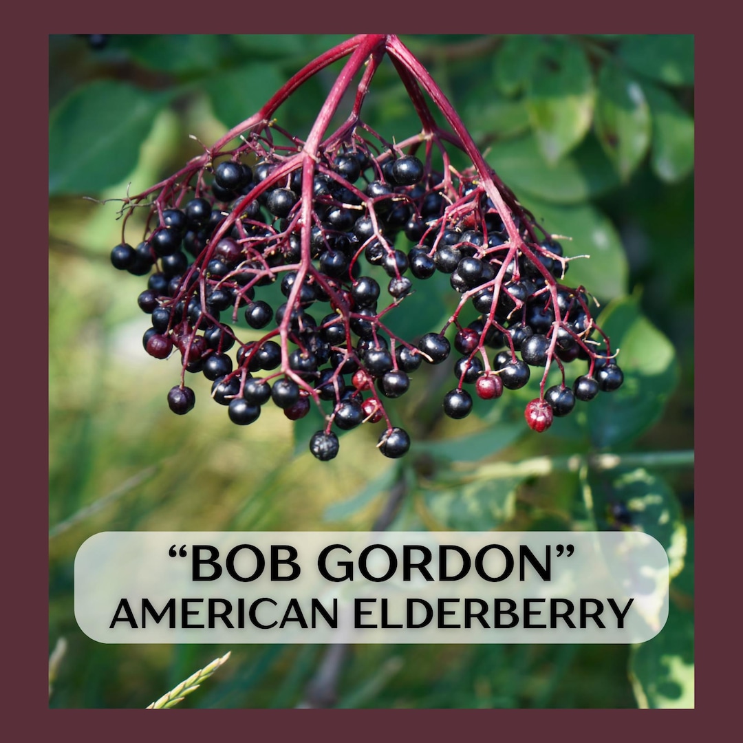 Bob Gordon American Elderberry Sambucus Canadensis, Large Well Rooted ...