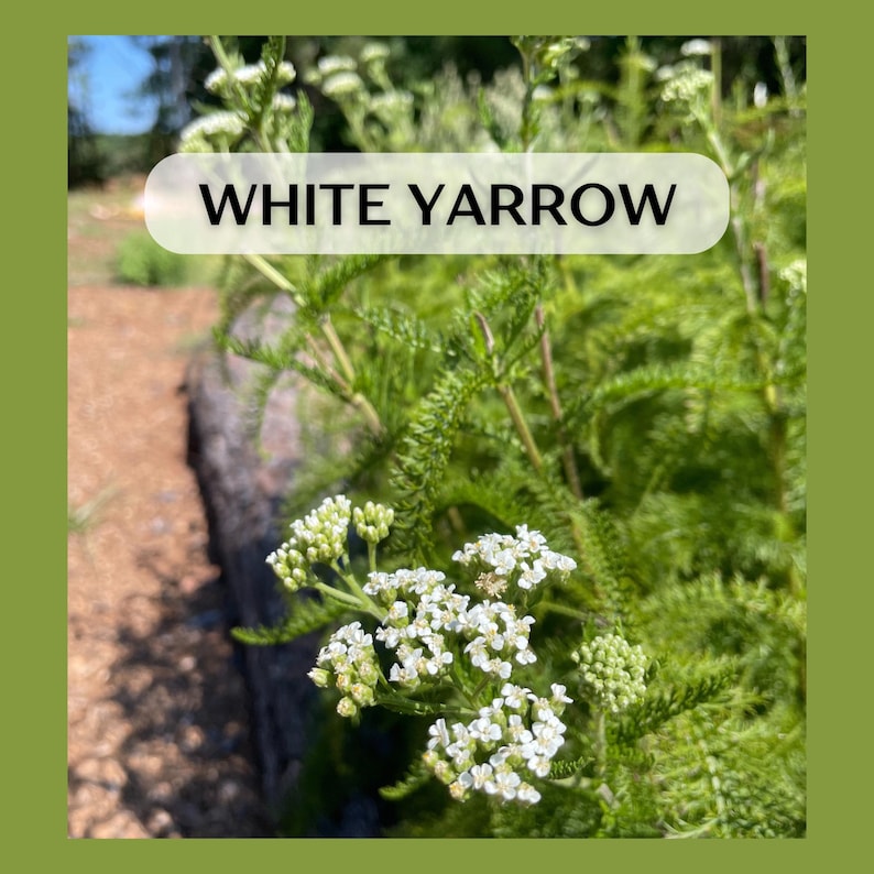 Native White Yarrow Plants - 3.5in X 5in Pot, Well Rooted, Large ...