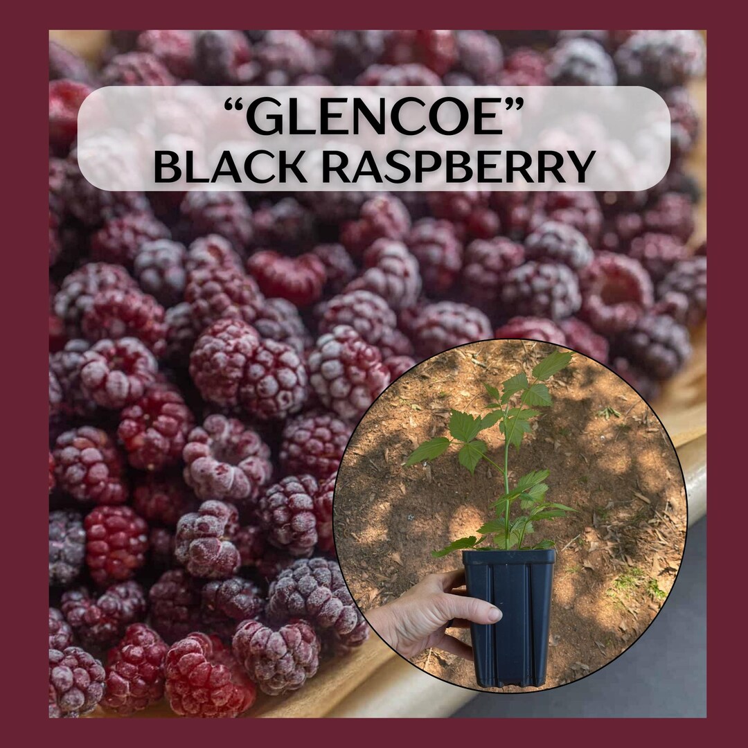 Glencoe Black Raspberry Large Plant in 5" Deep Pot, 12-18" Tall, Well ...