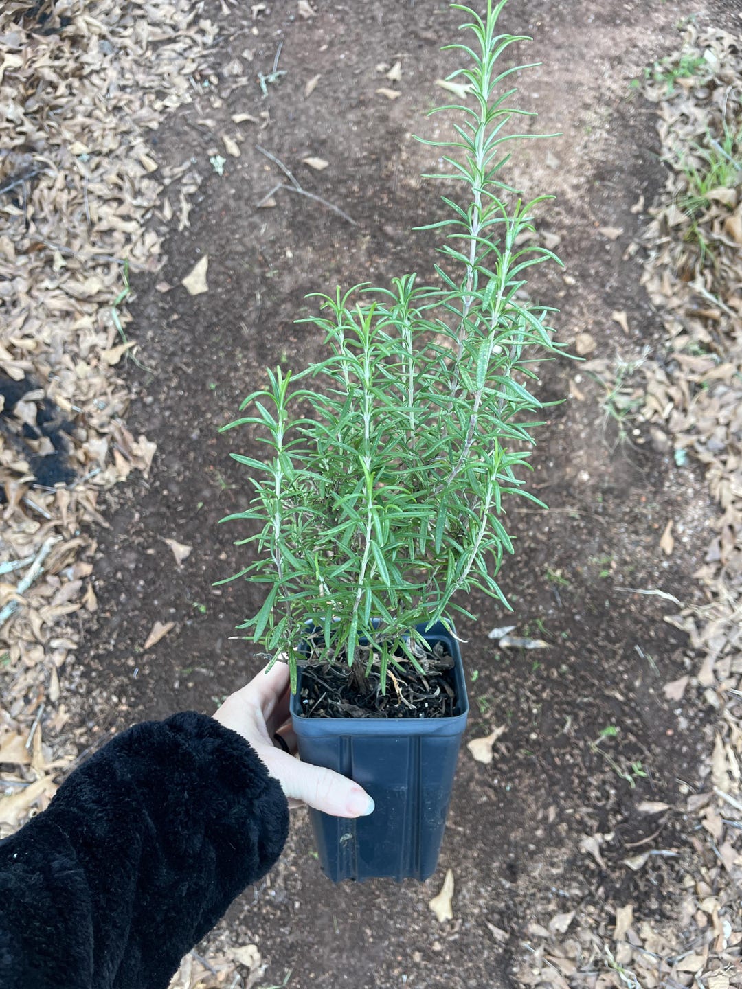 Upright Rosemary Live Plant 3.5 X 5 Pot, Well Rooted, Large Starter ...