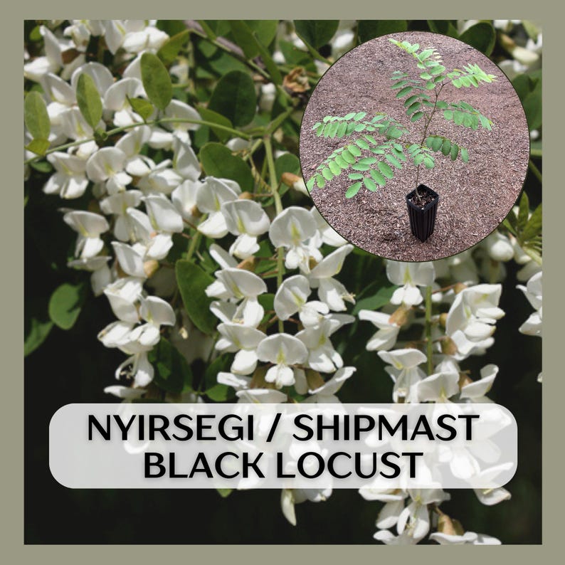 Nyirsegi Shipmast Black Locust Tree in 9in Deep Pot, Robinia ...
