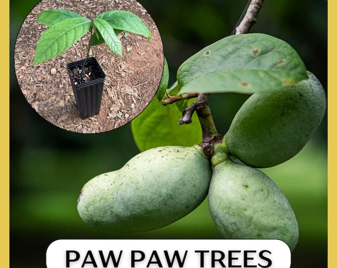 Native Paw Paw Tree, Asimina Triloba, 1-2 Yr Old Tree in 9" Deep Pot ...