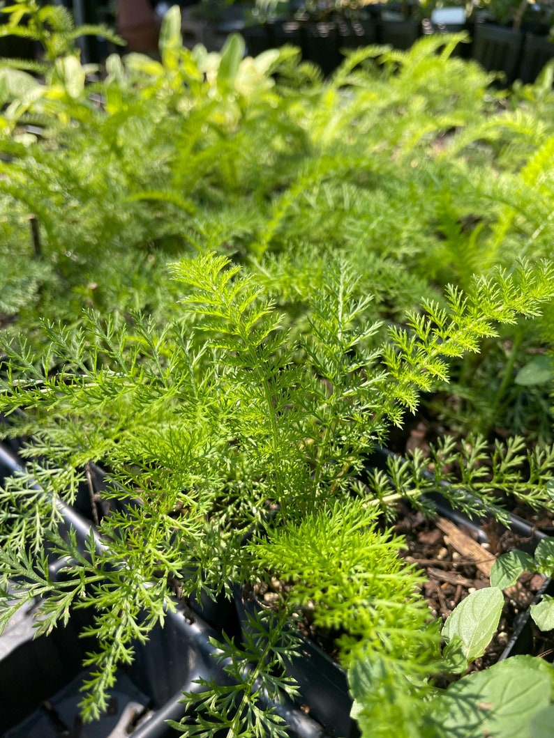 Native White Yarrow Plants - 3.5in X 5in Pot, Well Rooted, Large ...