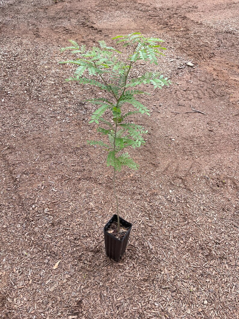 Thornless Honey Locust Tree Sapling in 9