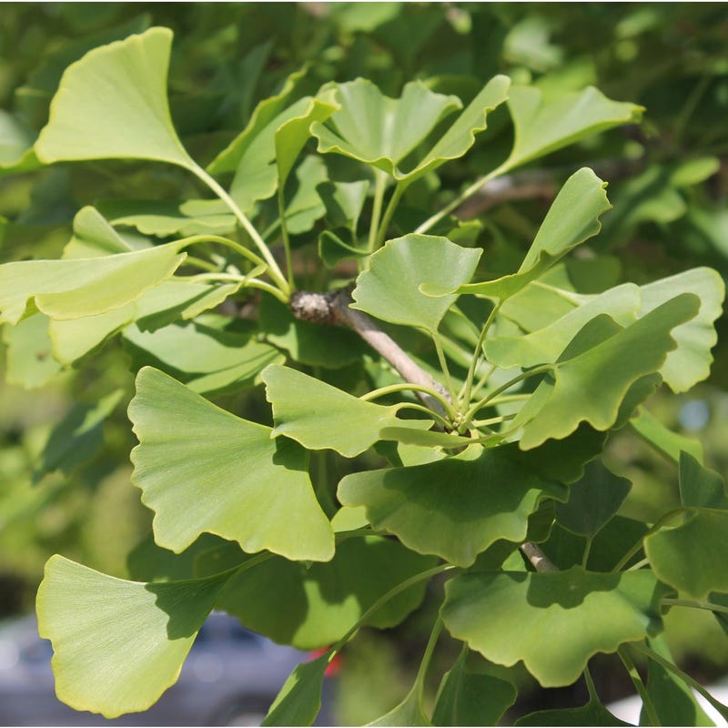 Ginkgo - Etsy
