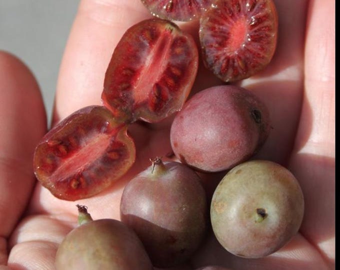 Ken's Red Hardy Kiwi Live Starter Plant in 5" Pot, 1-2 Yr Old Actinidia ...