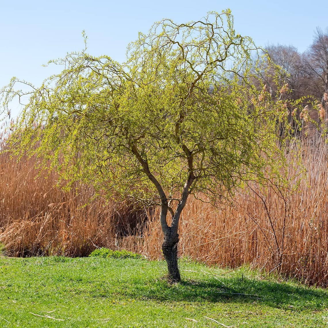 Scarlet Curls Corkscrew Willow, Well Rooted Tree in 9in Deep Tree Pot ...