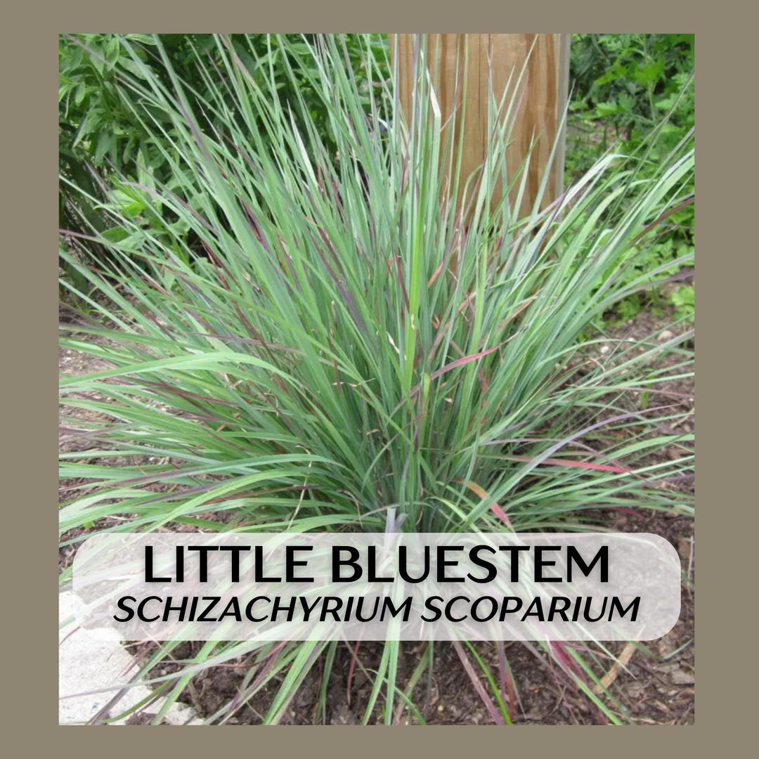 Native Little Bluestem Grass: Schizachyrium Scoparium, Live Starter ...