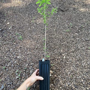 Live Bald Cypress Tree Sapling (20-30" Tall) - Etsy