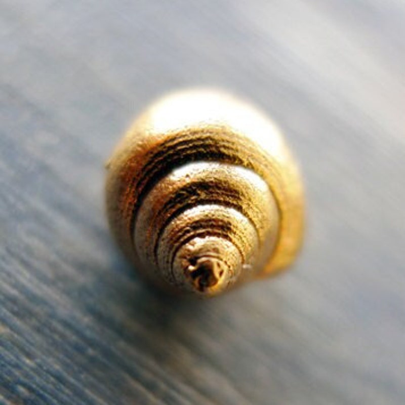 Gold Seashell - Etsy