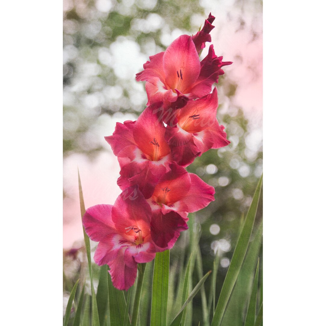 Sunset Gladiolas Art Print - Matte Photo Paper Poster - Etsy