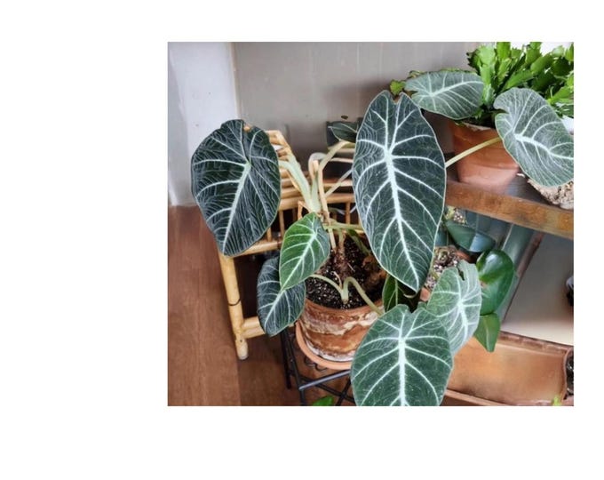 This item is unavailable - Etsy