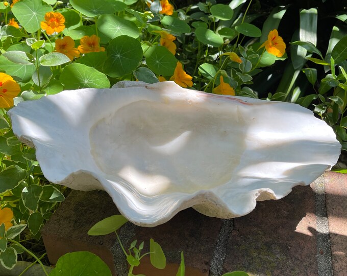 Large Vintage Natural Giant Clam Shell ~ 15 3/4 In. Long and 10 1/2 In ...