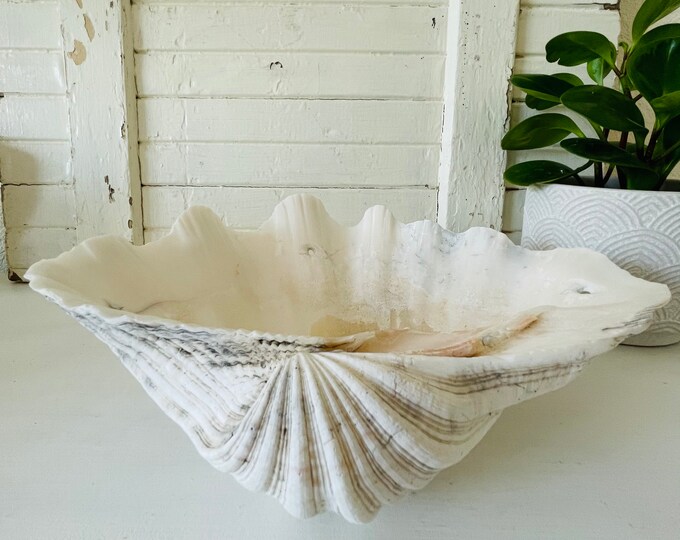 Large Vintage Natural Giant Clam Shell 11 In. Long and 8 In. Wide ...