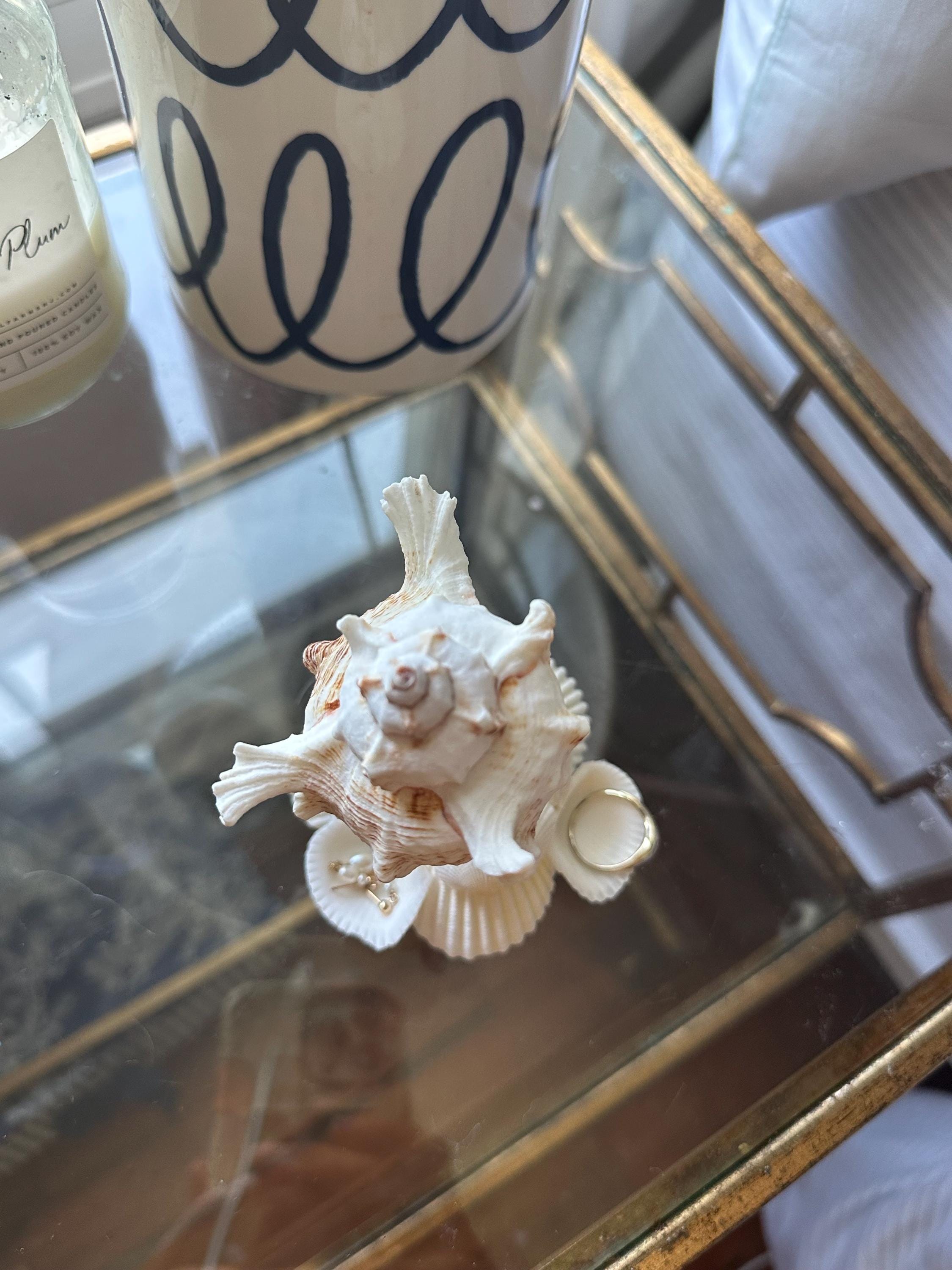Shell Jewelry Holder - Etsy
