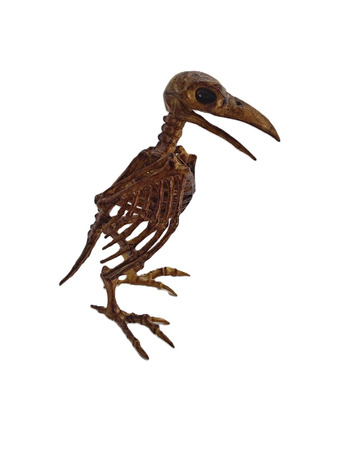 Raven Creepy Corpsed Skeleton Bird - Etsy
