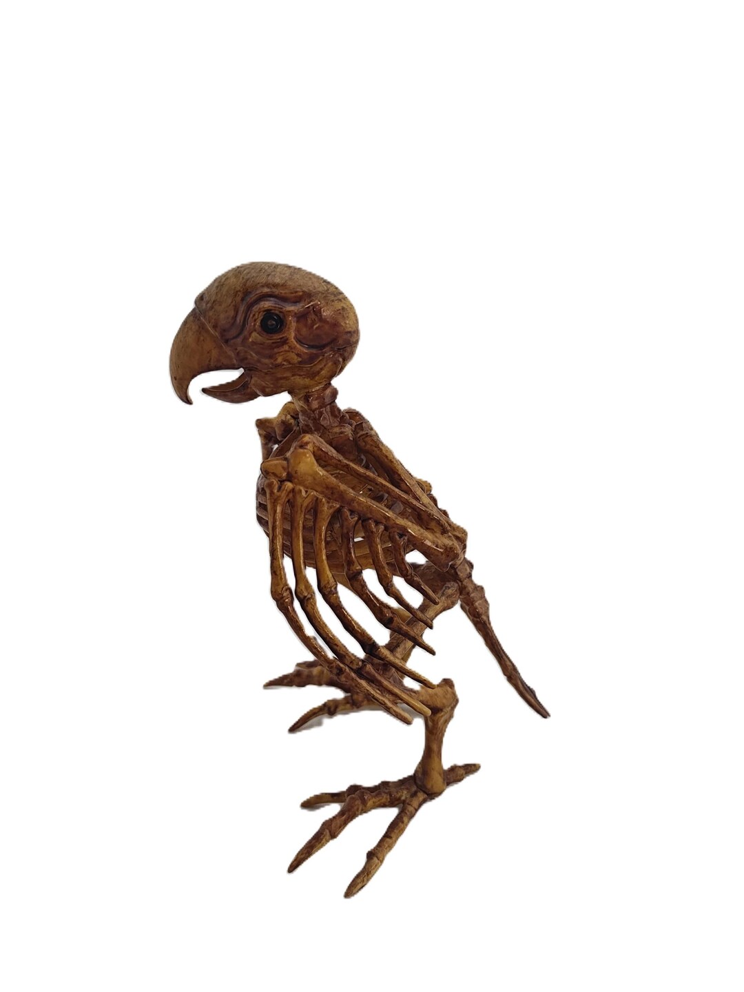 Parrot Creepy Corpsed Skeleton Bird - Etsy