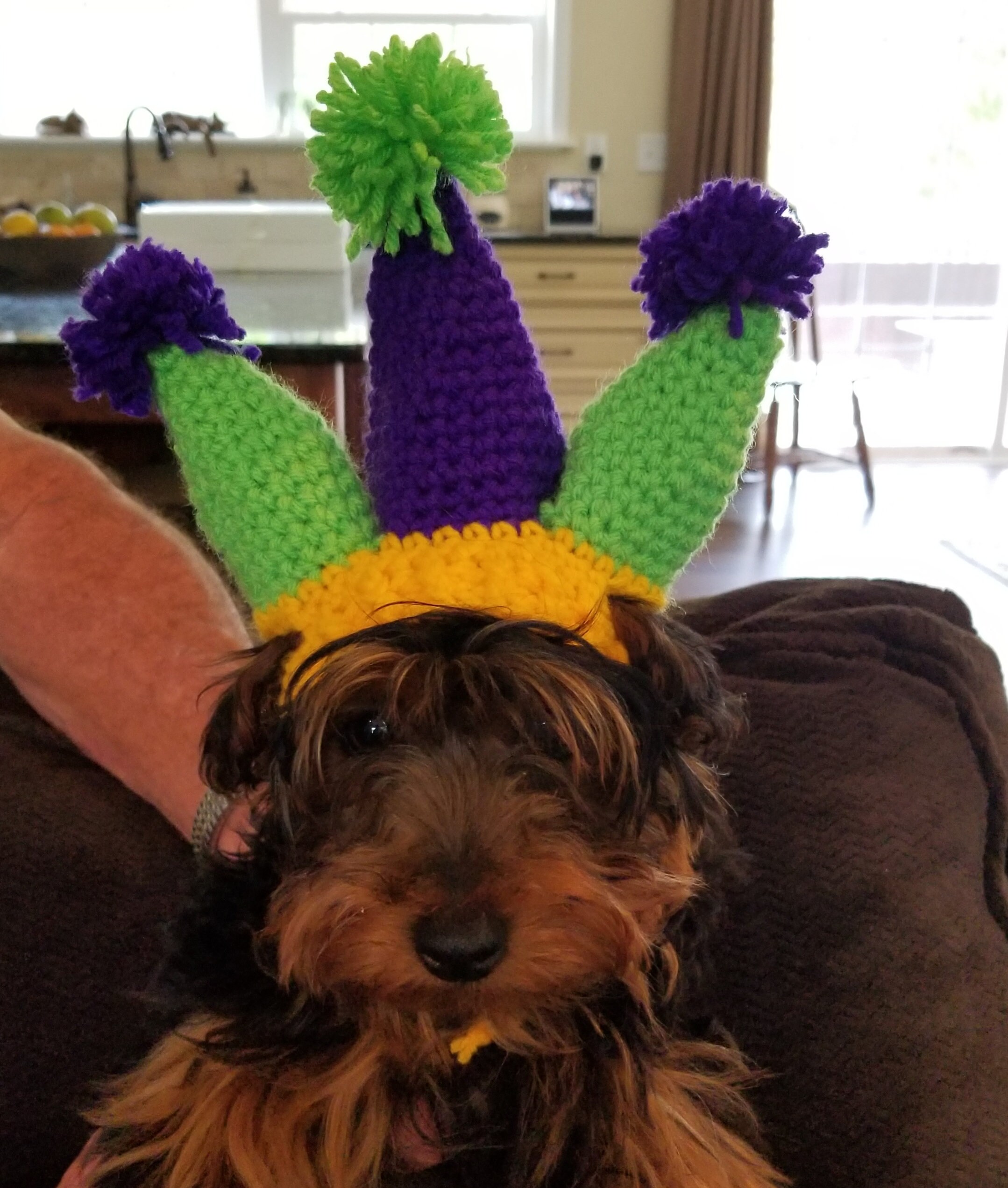 12 Different Holiday Pet Hats Pattern PDF | Etsy