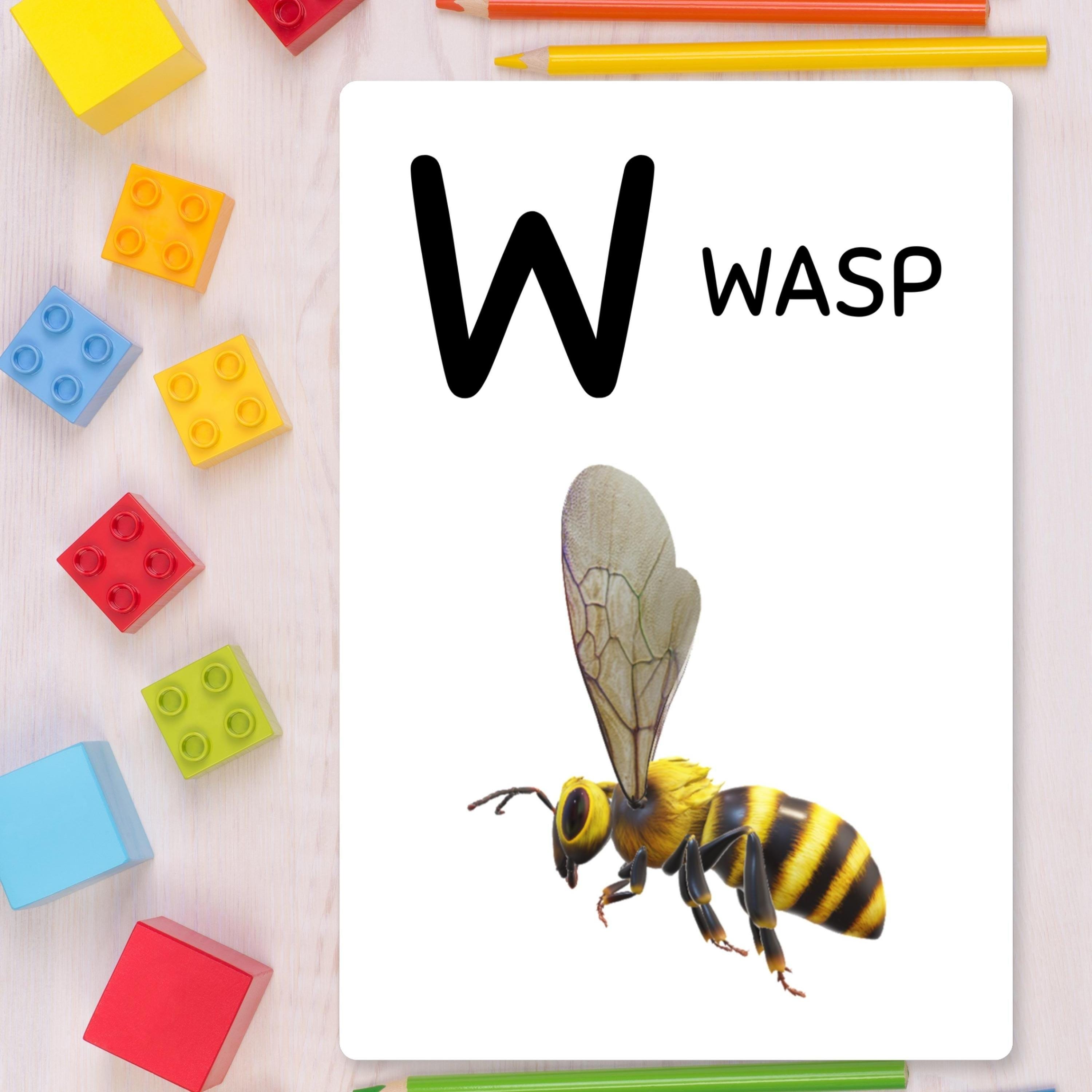 26 Insects ABC Printable Flashcards. Insects Alphabet Flash Cards for ...