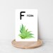 26 Plants Printable Flash Cards - Montessori Nature Learning ...