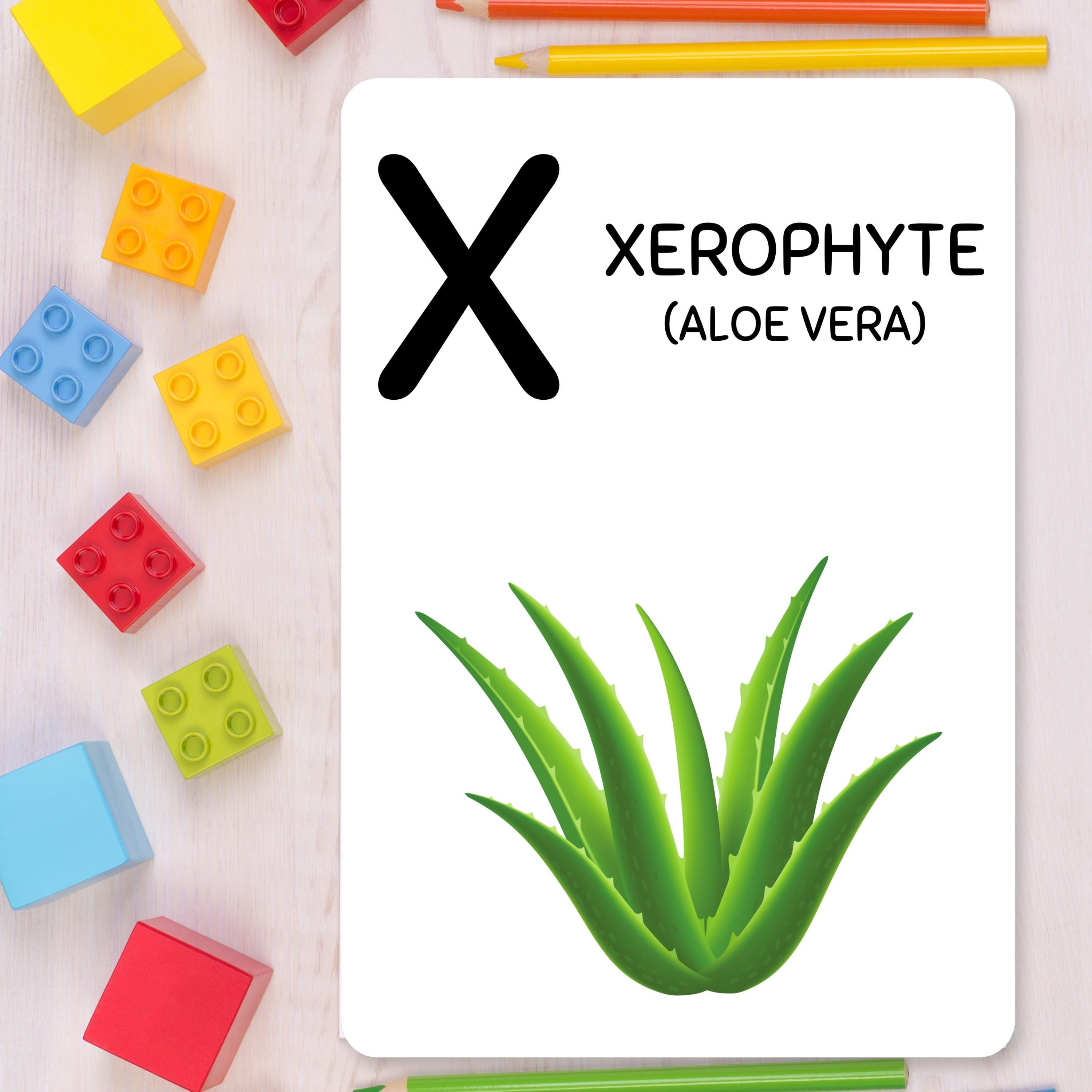 26 Plants Printable Flash Cards - Montessori Nature Learning ...
