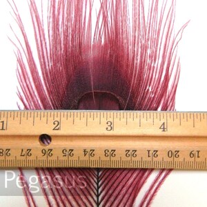 Ivory Peacock Feather Eyes (2 Size Option)(rf) Feather for Boutonniere ...