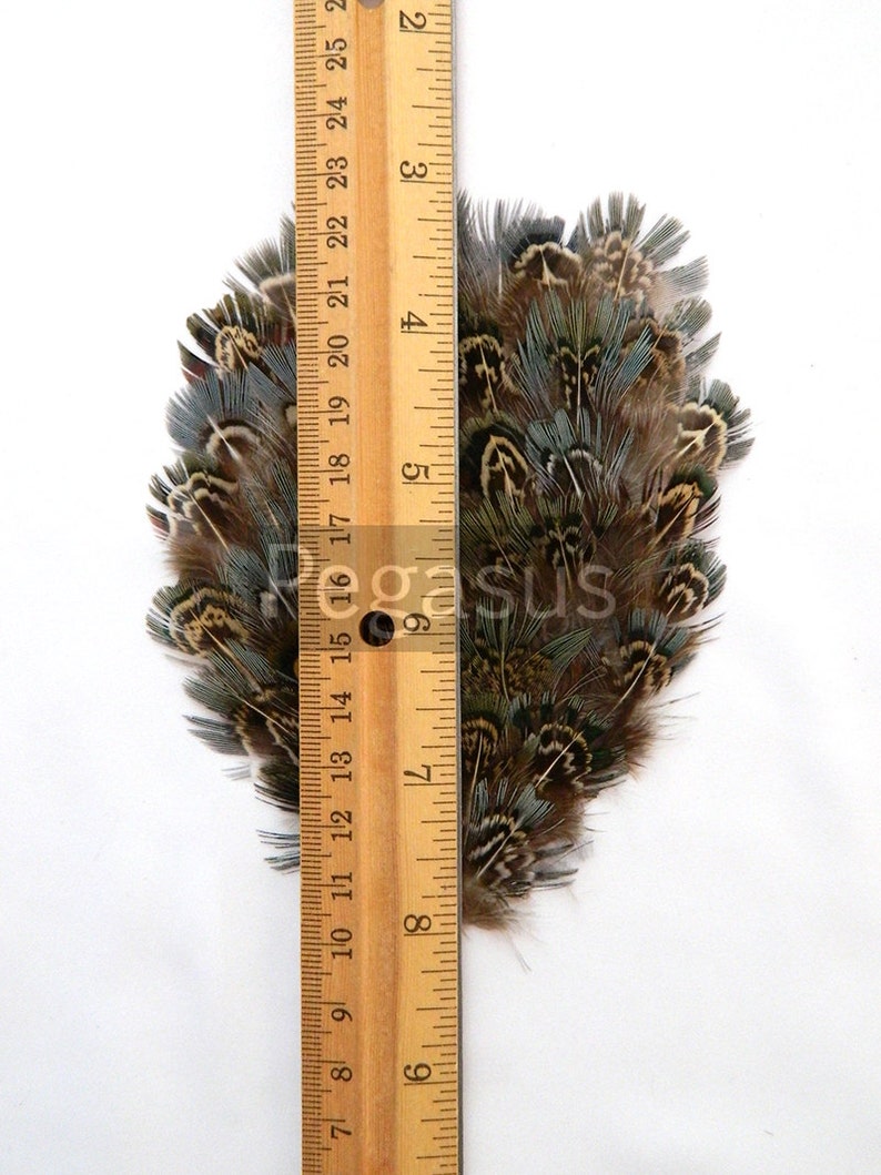 OASIS Blue Ringneck Feather Pad Applique. DIY Craft Item for Millinery ...